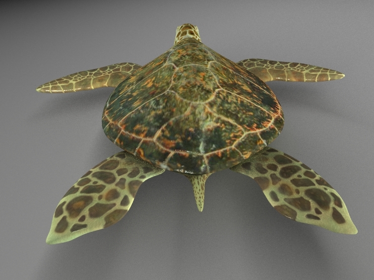 maya green sea turtle