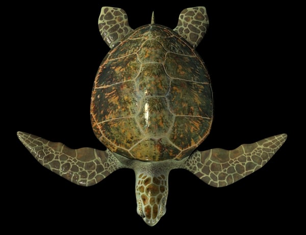 maya green sea turtle