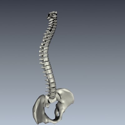 spine human anatomy articulated 3d model