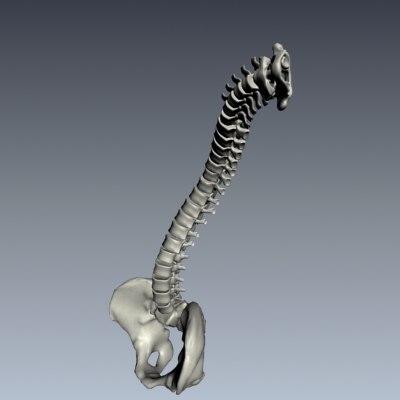 spine human anatomy articulated 3d model