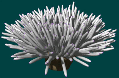 3d anemone