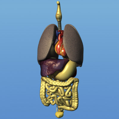 human body organs 3d model