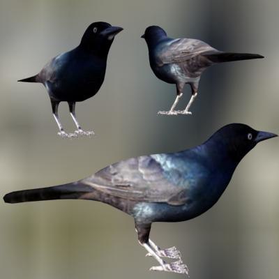 3d model boattailed grackle male