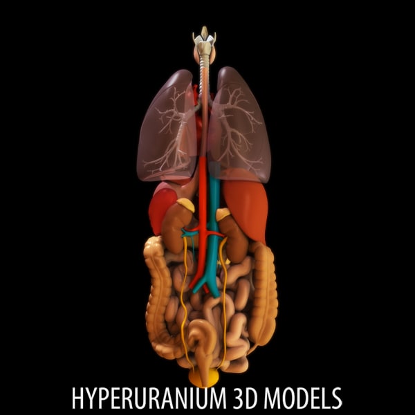 internal organs 3d model