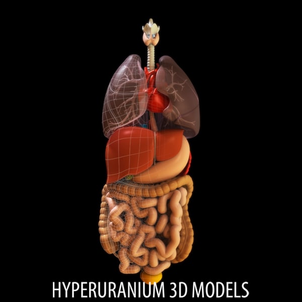 internal organs 3d model
