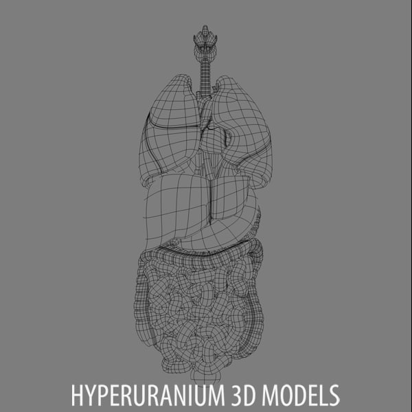internal organs 3d model