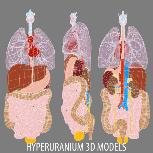 internal organs 3d model