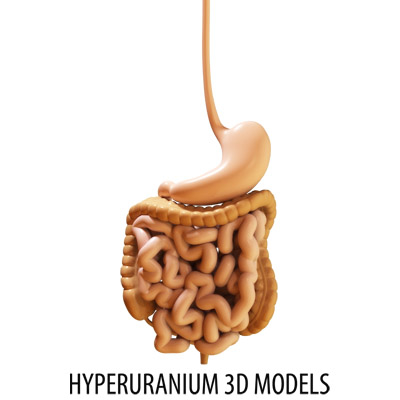 3d digestive intestine duodenum model