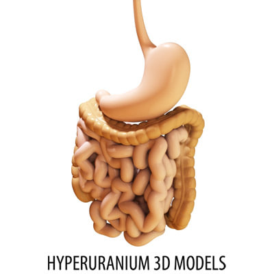 3d digestive intestine duodenum model