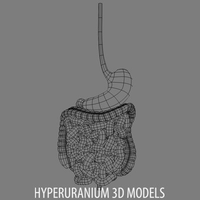 3d digestive intestine duodenum model