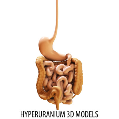 3d digestive intestine duodenum model