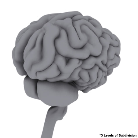 3d model think brain brainstem