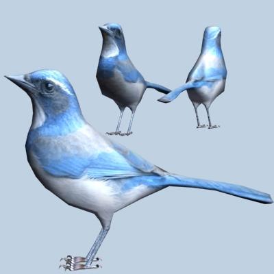 Nature Blue-Jay 3D Models for Download | TurboSquid
