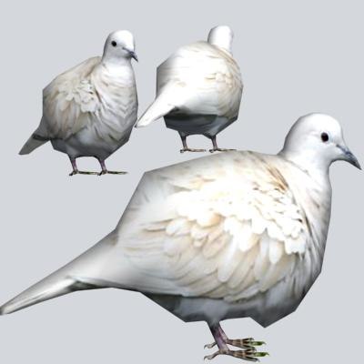 Dove 3D Models for Download | TurboSquid