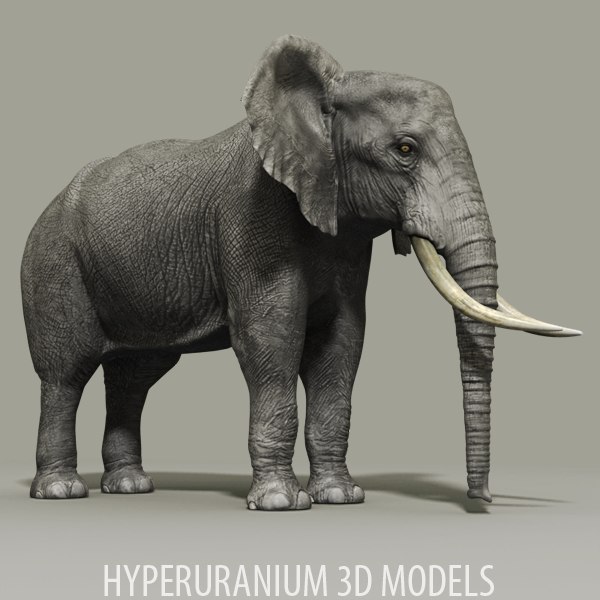 african elephant 3d model