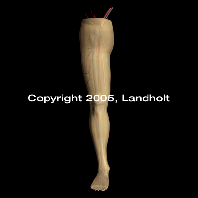 anatomically human leg 3d model