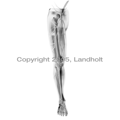 anatomically human leg 3d model