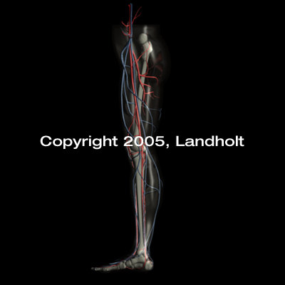 anatomically human leg 3d model