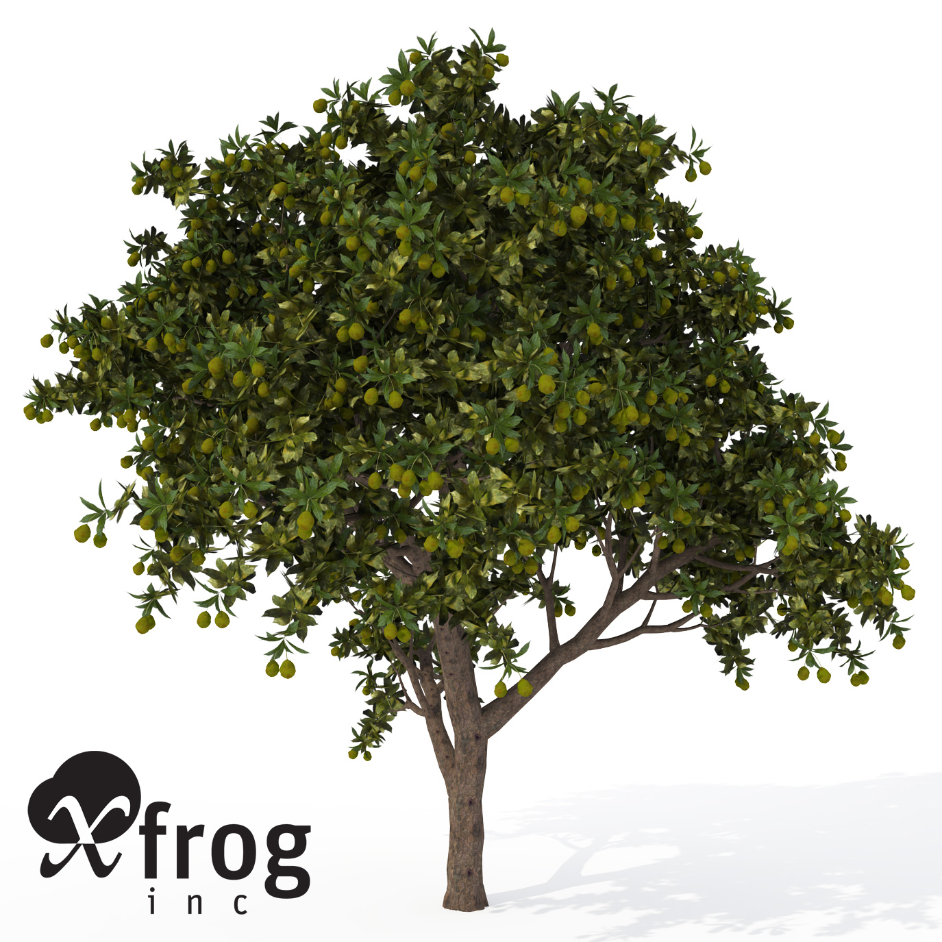 mango tree tropical plant 3d model