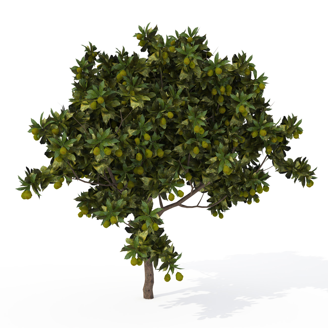 mango tree tropical plant 3d model