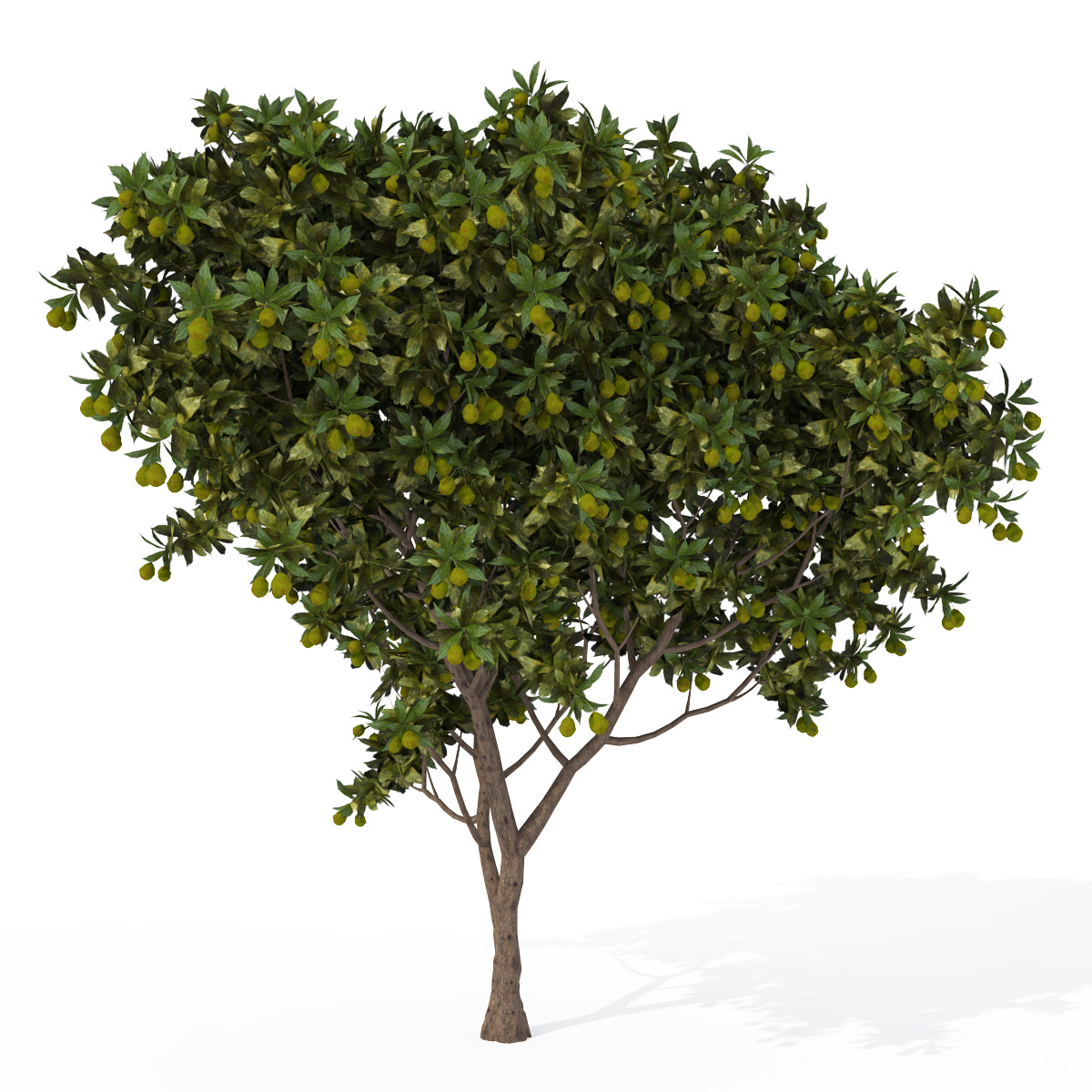 mango tree tropical plant 3d model