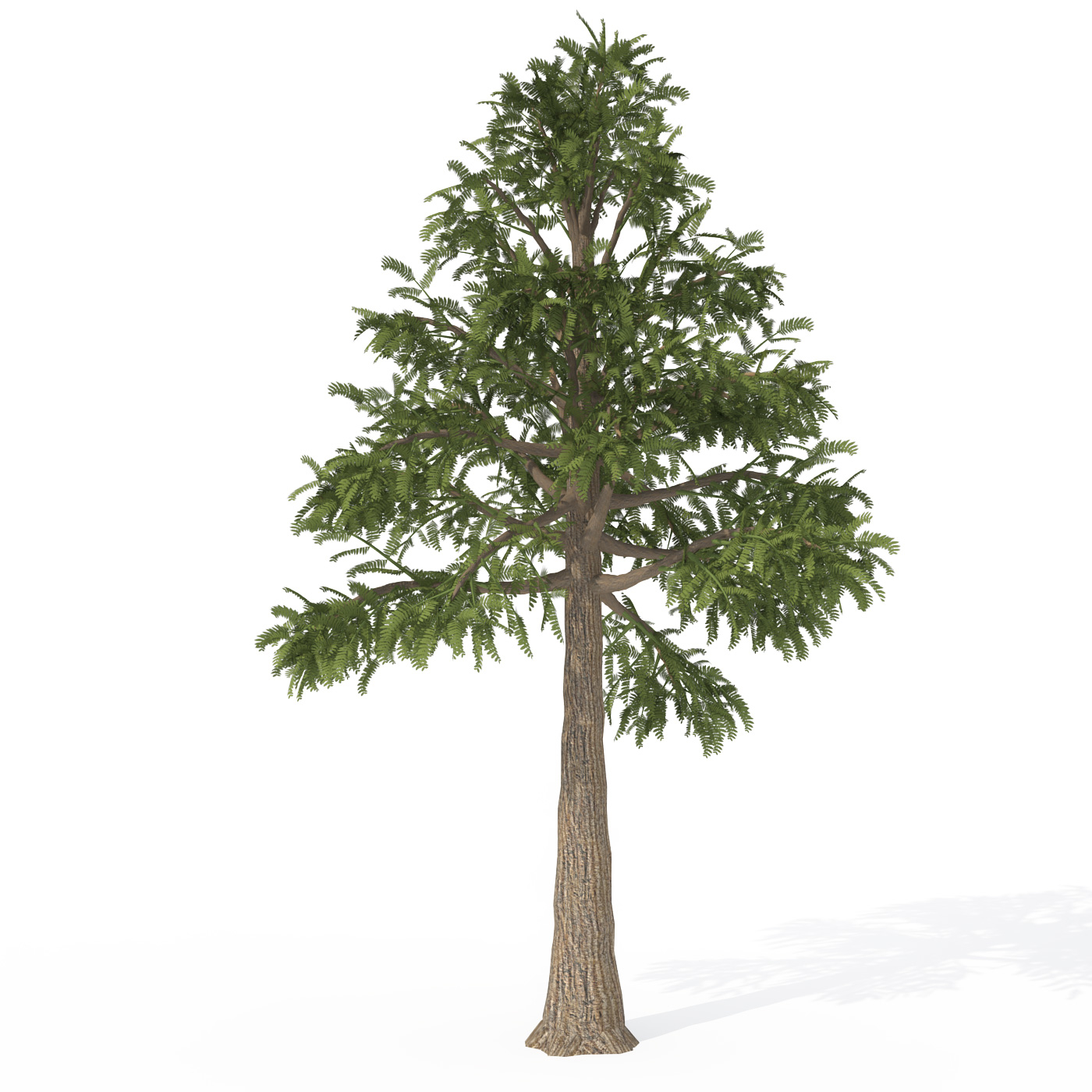 3d xfrogplants archaeopteris trees