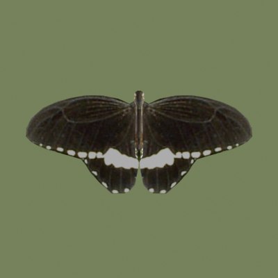 maya butterflies wings