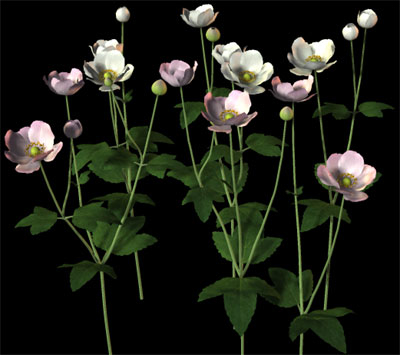anemone japonica syumeigiku 3d model