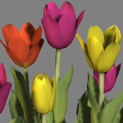 3d tulip model