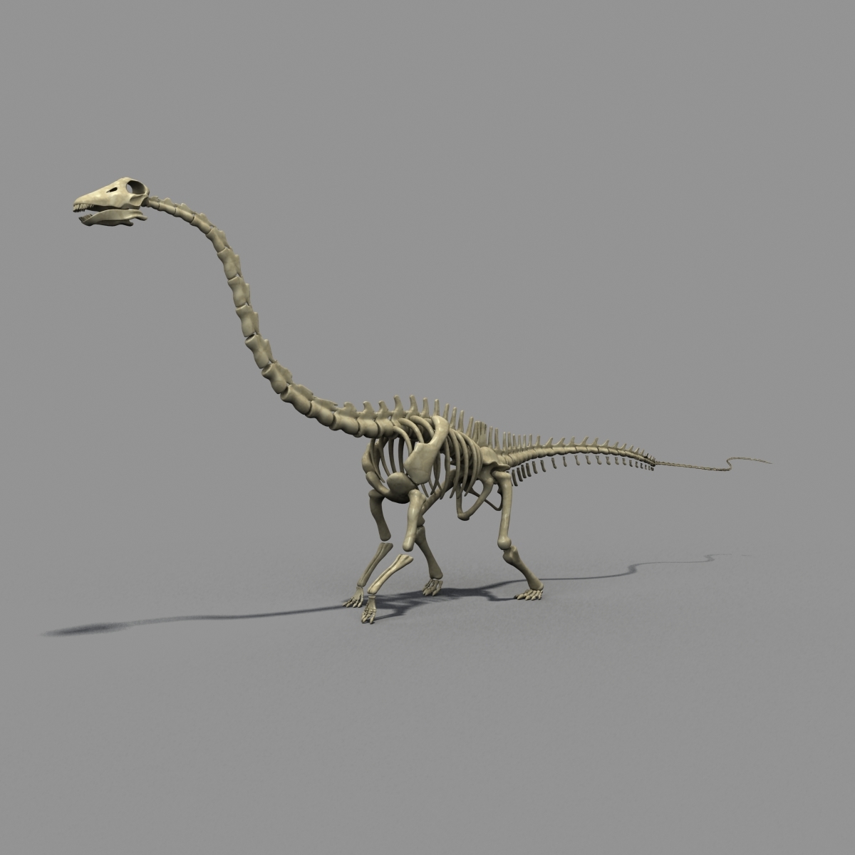 diplodocus skeleton 3d model
