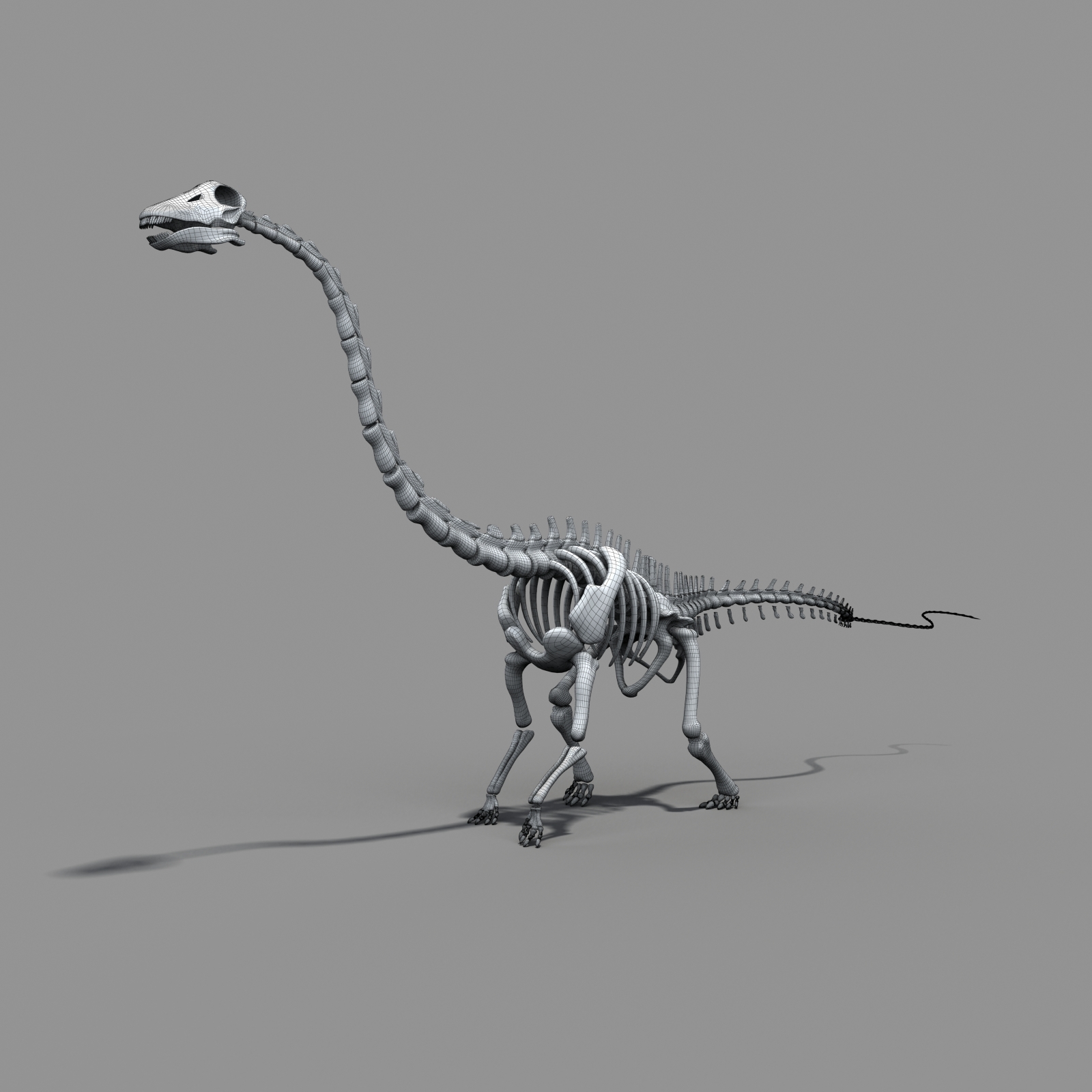 diplodocus skeleton 3d model