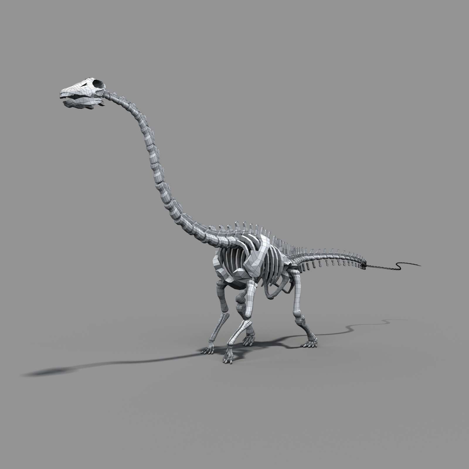 diplodocus skeleton 3d model