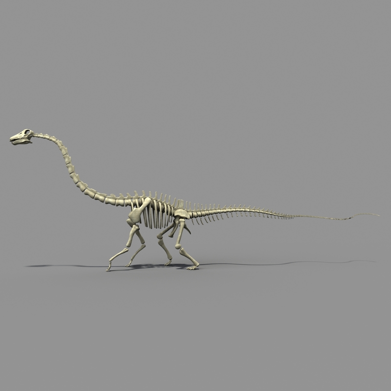 diplodocus skeleton 3d model
