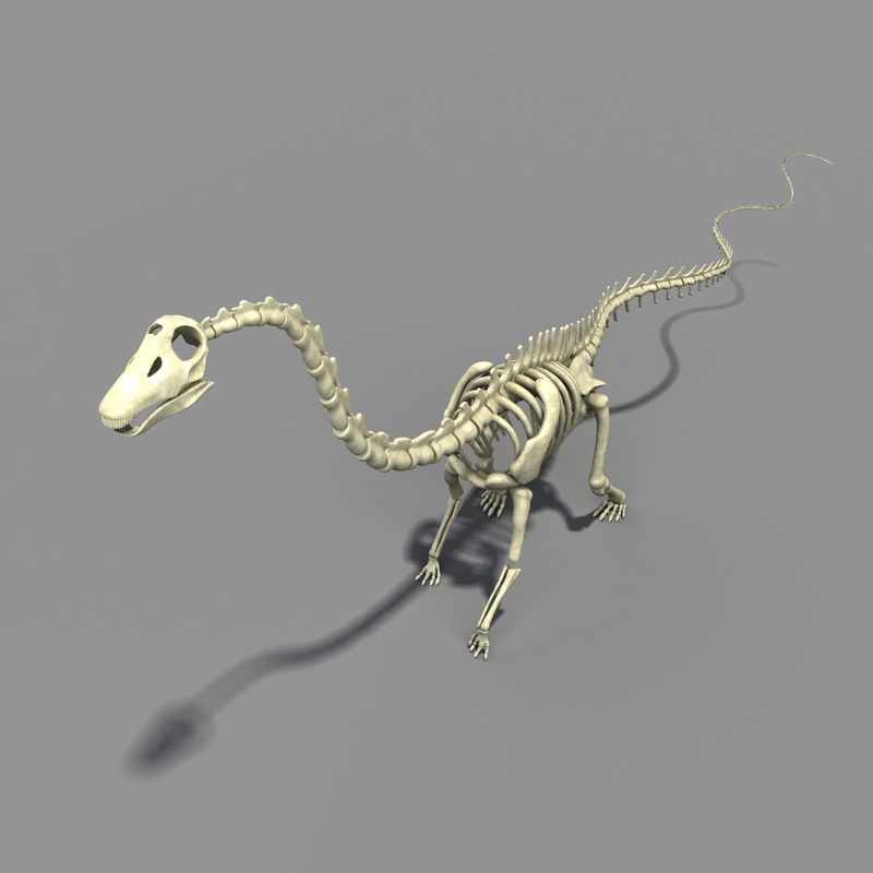 diplodocus skeleton 3d model