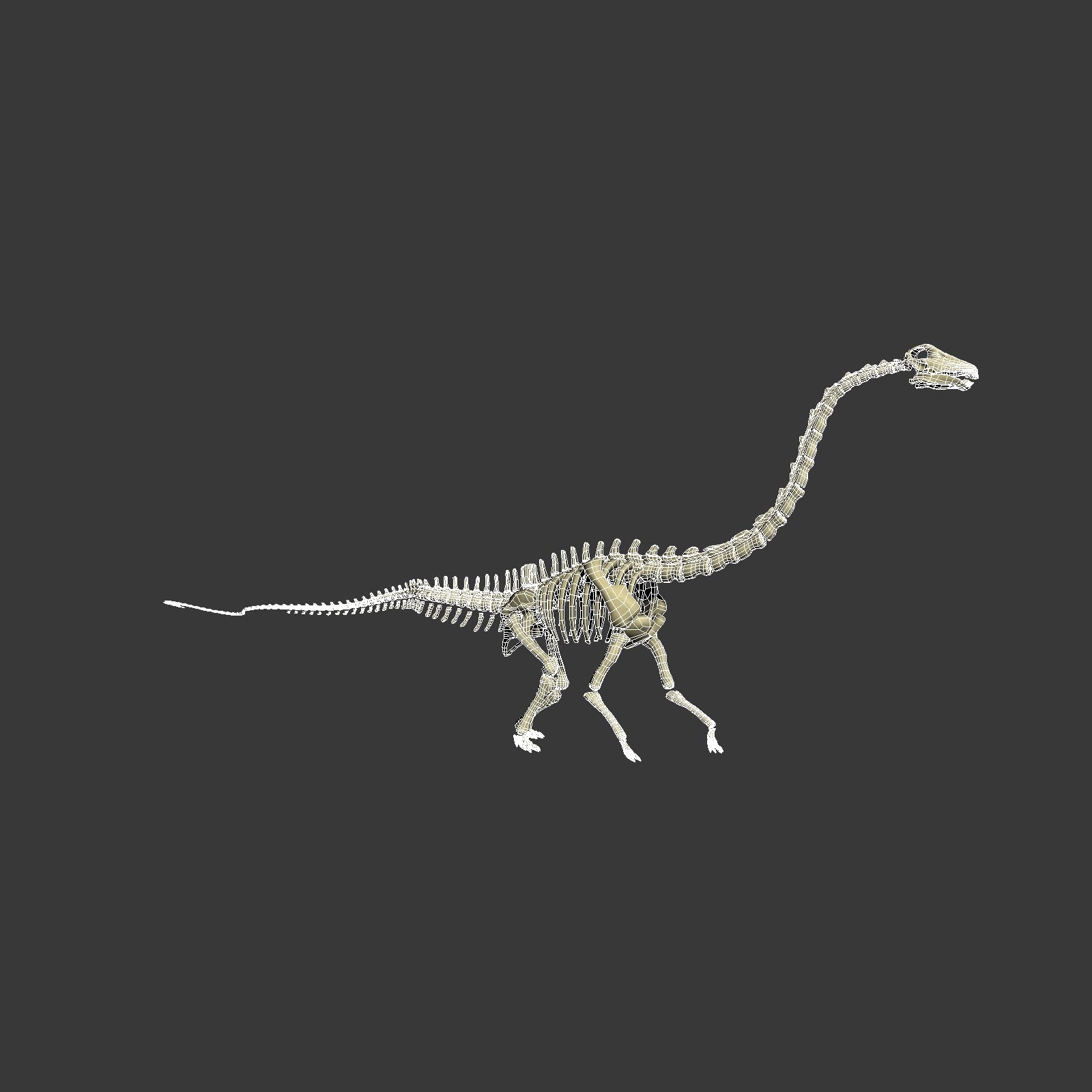 diplodocus skeleton 3d model