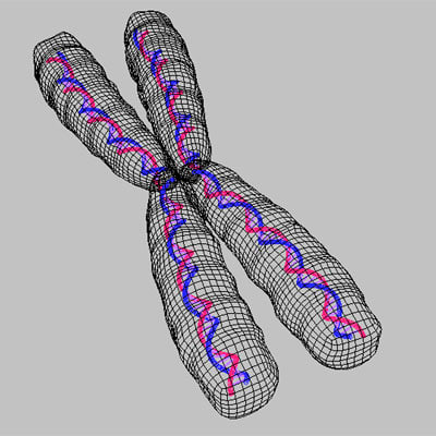 human chromosome x dna helix 3d model