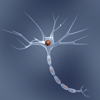brain cell 3d model