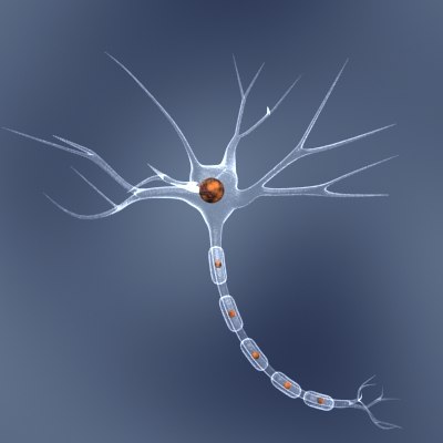 neuron cell 3d model