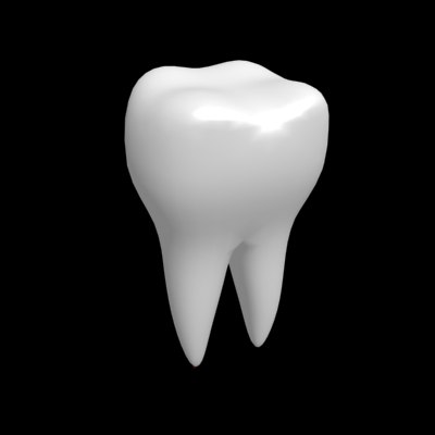 3d human tooth model