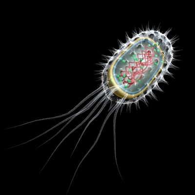flagella chromosome cell 3d model