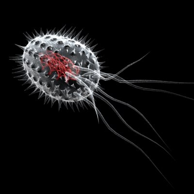 flagella chromosome cell 3d model