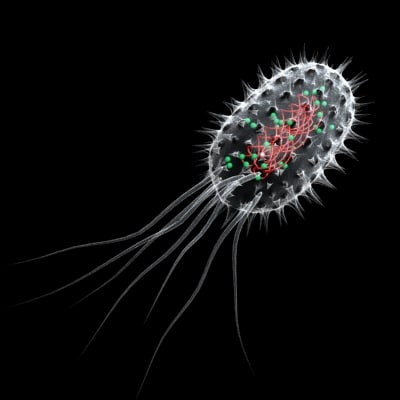flagella chromosome cell 3d model