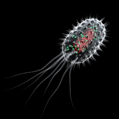 flagella chromosome cell 3d model