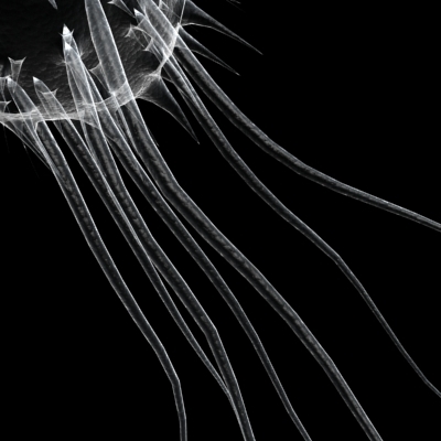 flagella chromosome cell 3d model