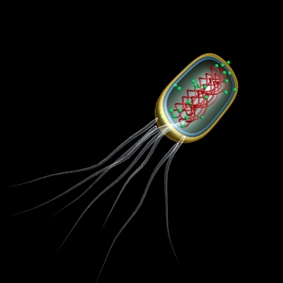flagella chromosome cell 3d model