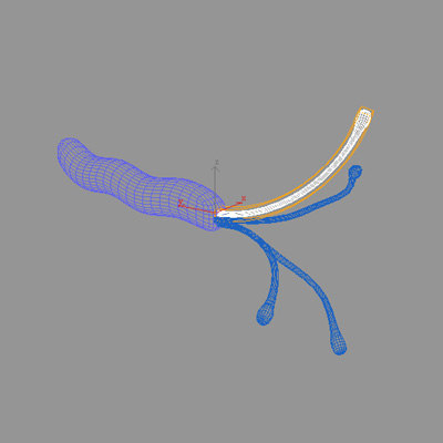helicobacter pylori 3d model