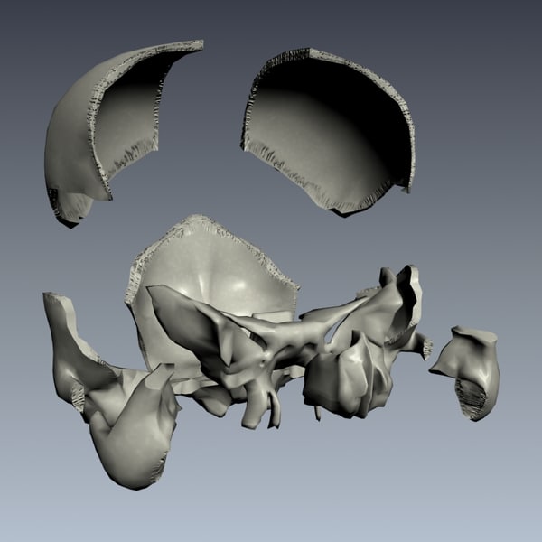 human skull exploding 3d model