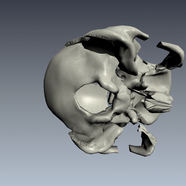 human skull exploding 3d model