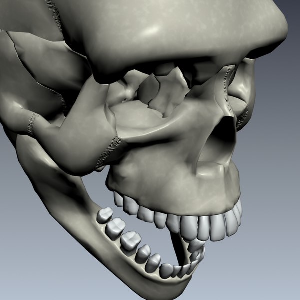 human skull exploding 3d model