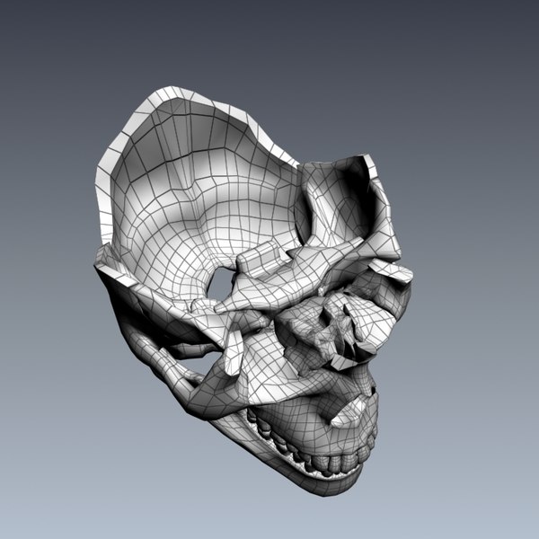 human skull exploding 3d model